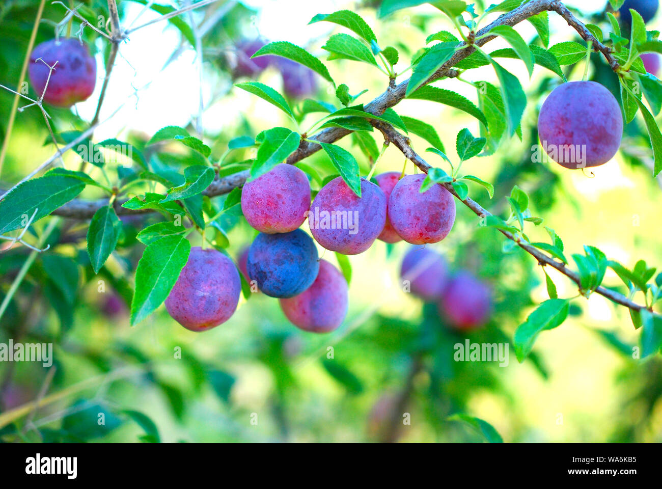 ripe organic plums Stock Photo - Alamy
