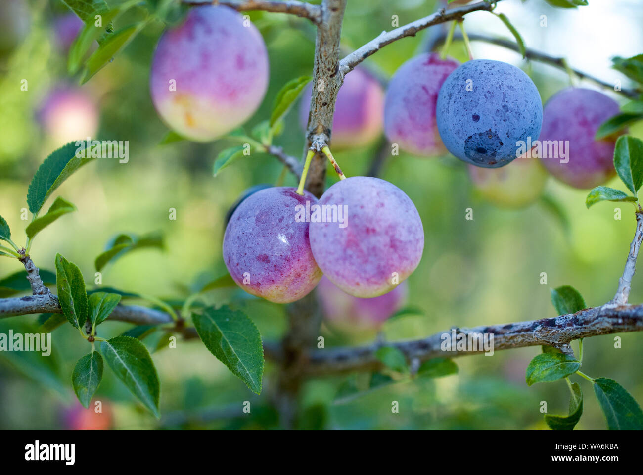 ripe organic plums Stock Photo - Alamy