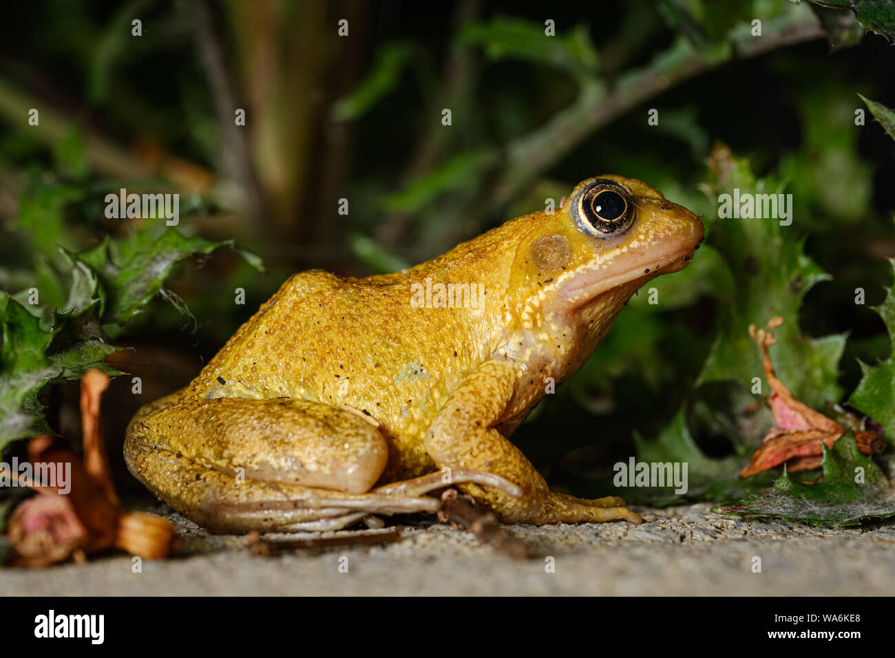Common Frog (Rana temporaria Stock Photo - Alamy