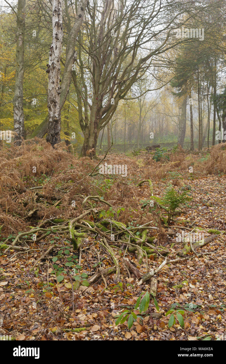 Woodland at St Ives Estate, Bingley, West Yorkshire, England, November ...
