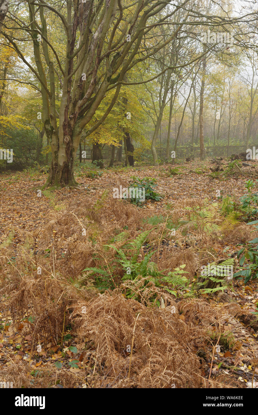 Woodland at St Ives Estate, Bingley, West Yorkshire, England, November ...