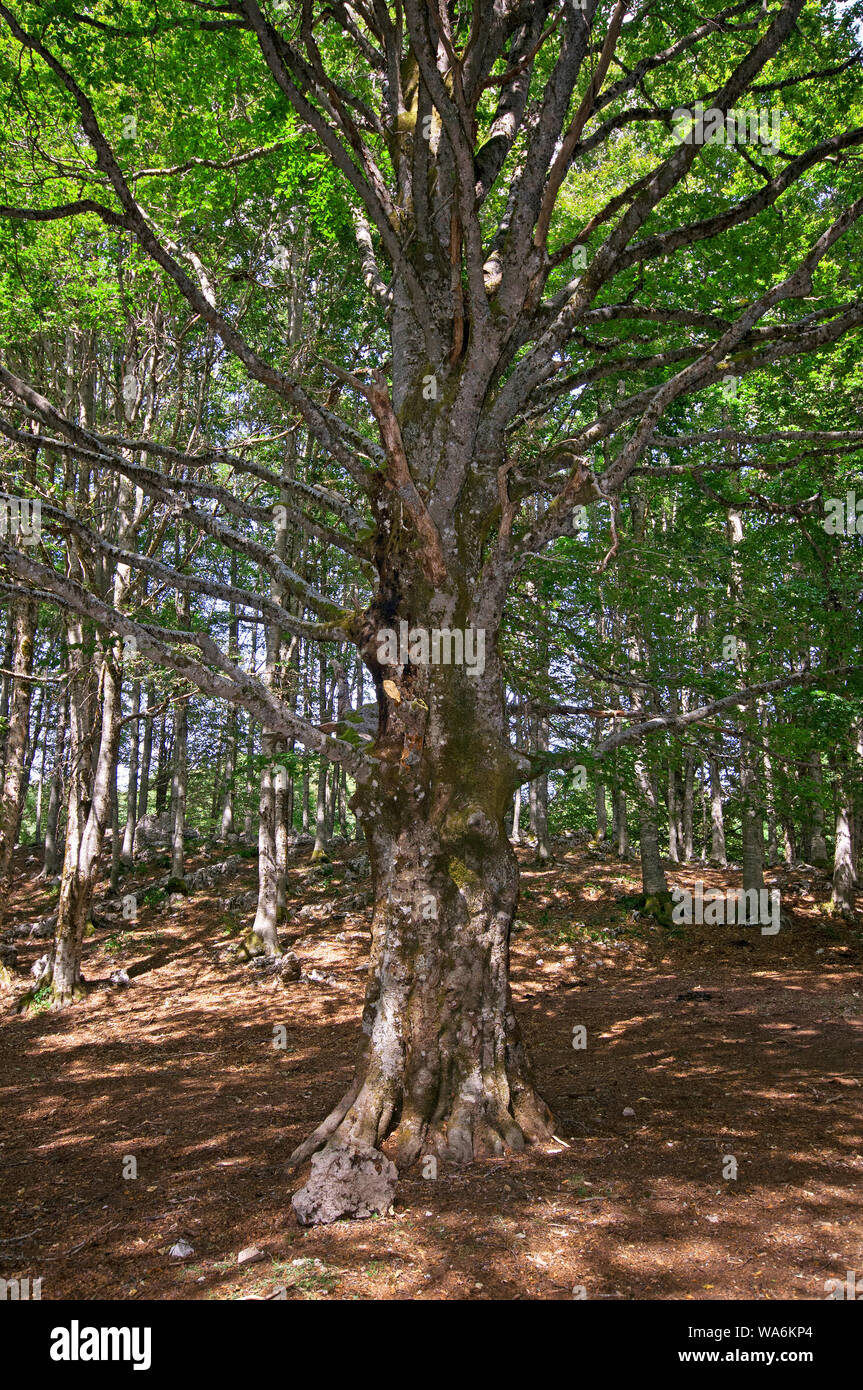 Big beech tree (Fagus sylvatica) in the forest, Simbruini Mountains Regional Park, Lazio, Italy ...