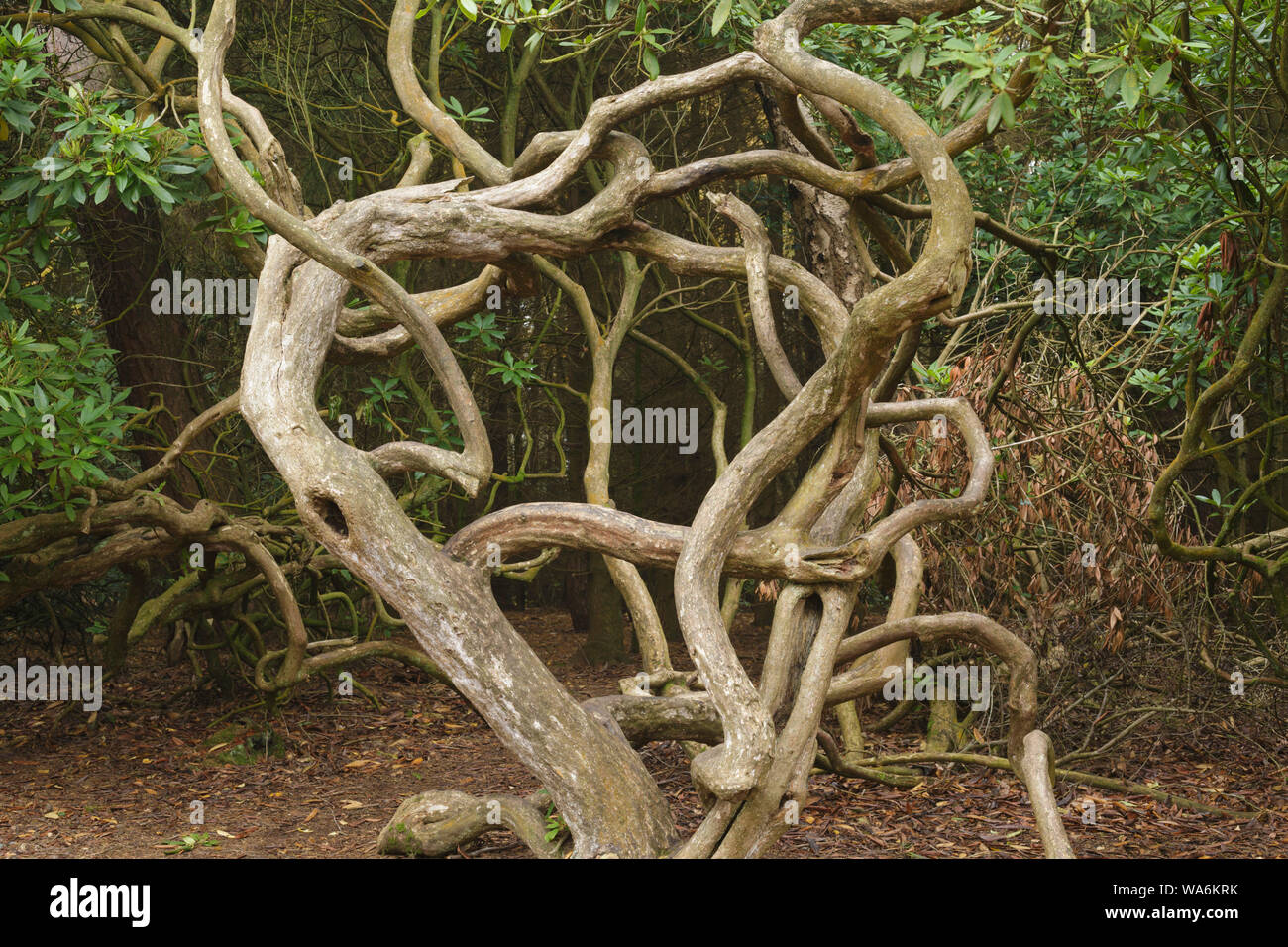 Twisted branches of dead tree,St Ives Estate, Bingley, West Yorkshire ...
