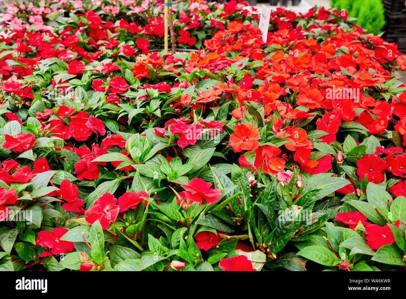 Sunpatient impatiens hi-res stock photography and images - Alamy