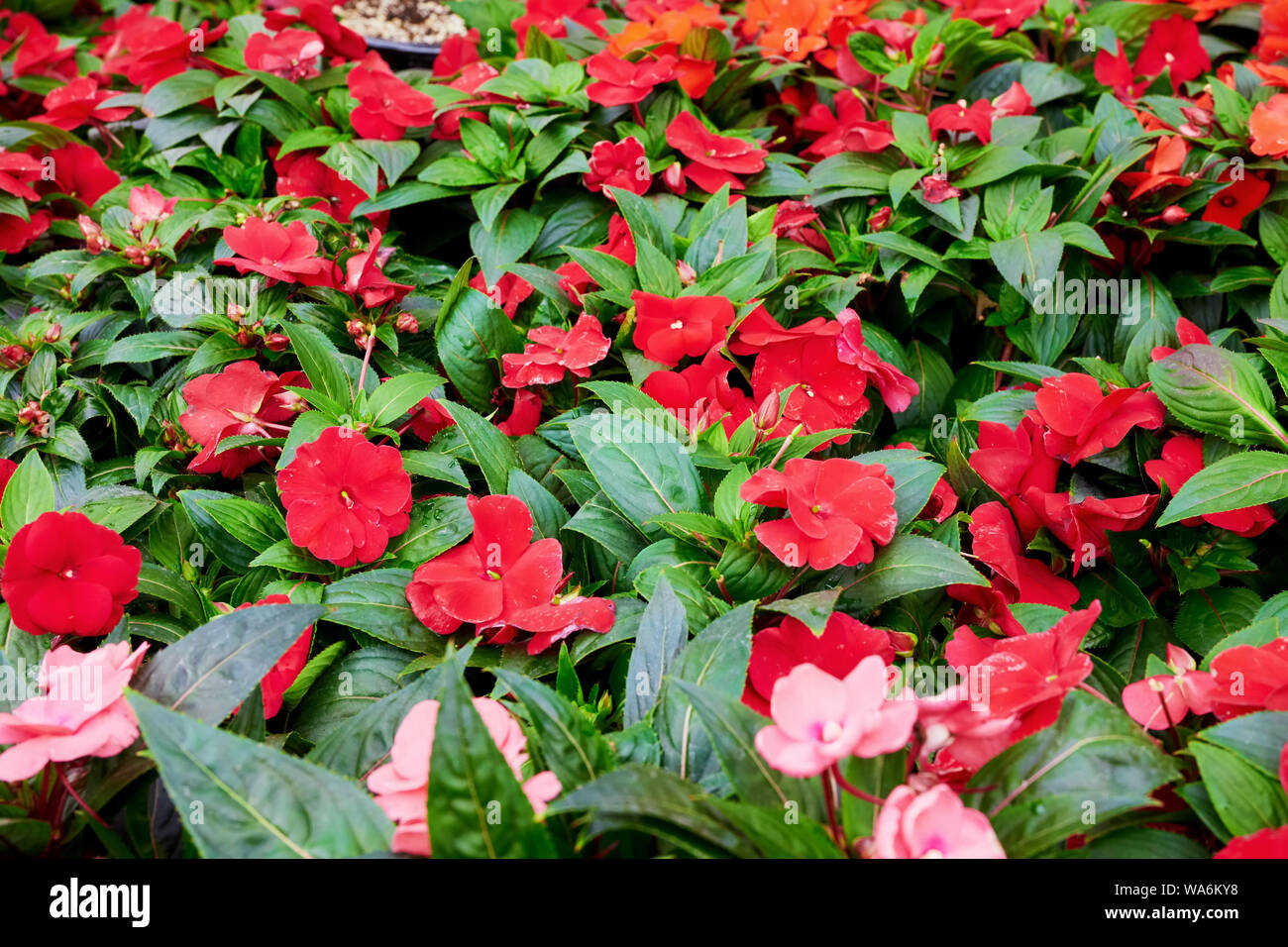 Sunpatient impatiens hi-res stock photography and images - Alamy