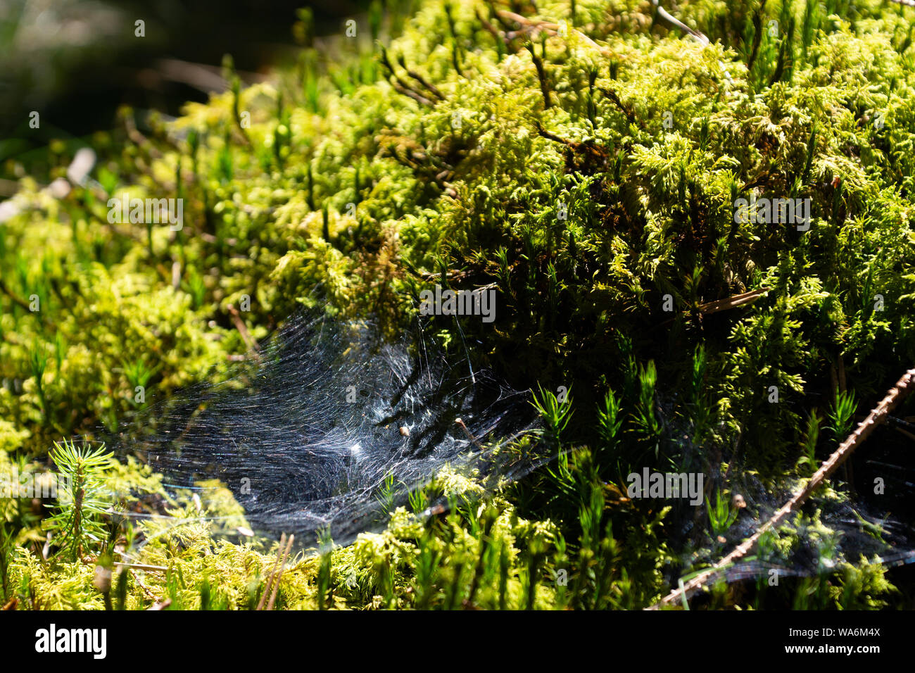 spidernet in the forest Stock Photo - Alamy