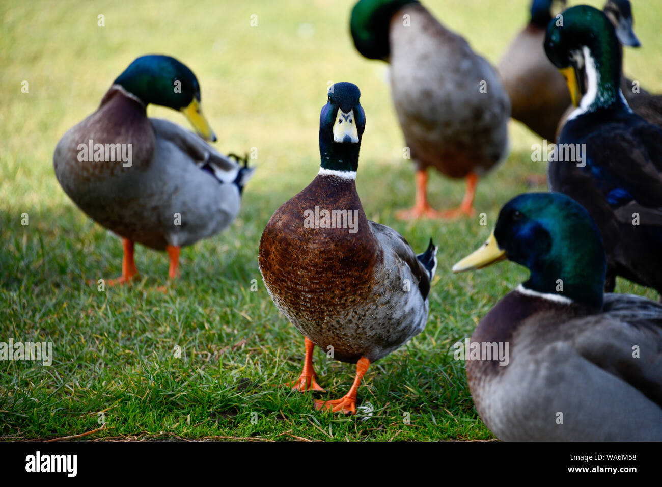 Nswcentralcoast hi-res stock photography and images - Alamy