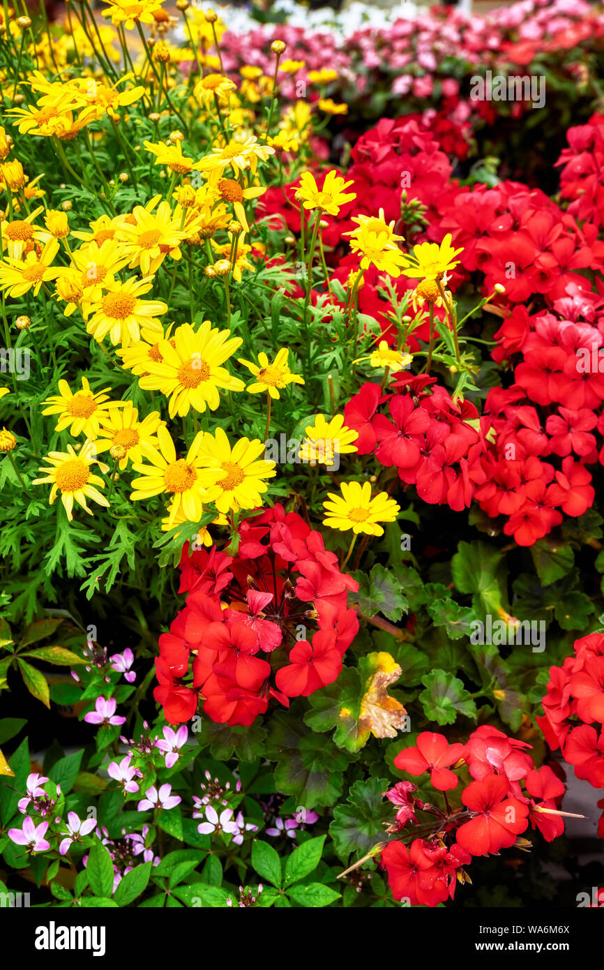 Perennial geranium hi-res stock photography and images - Alamy