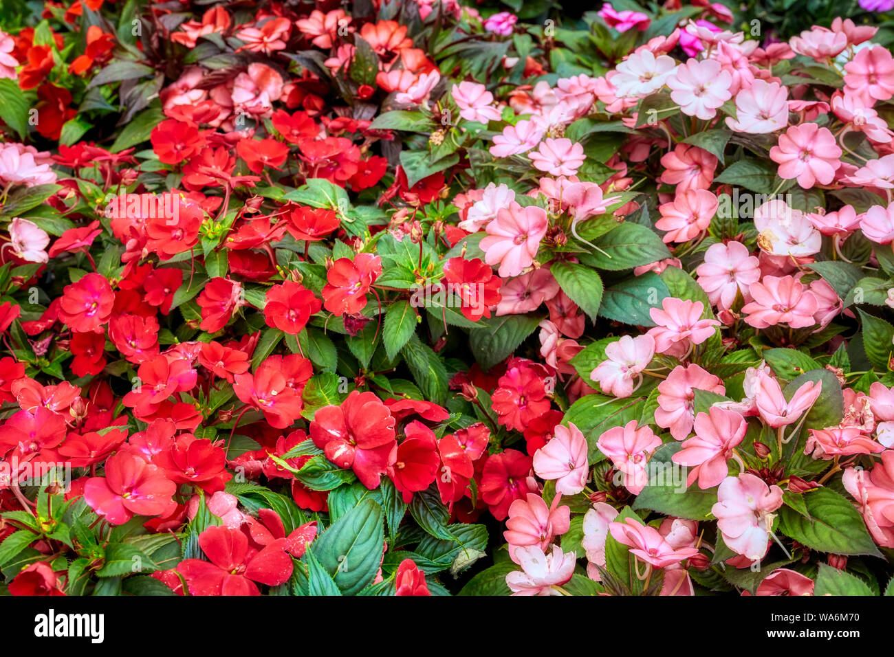 Sunpatient hi-res stock photography and images - Alamy