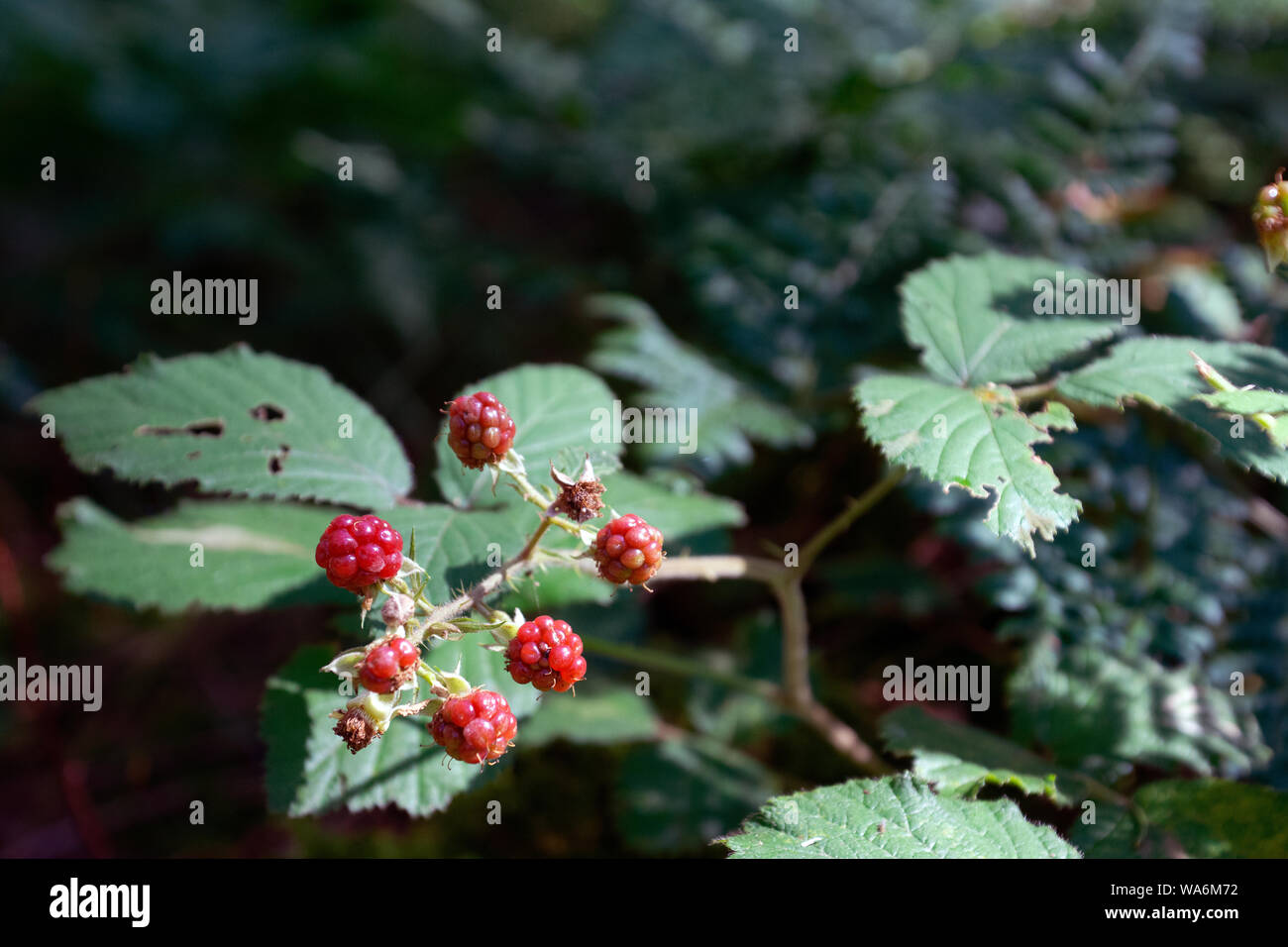raspberry in the forest Stock Photo - Alamy