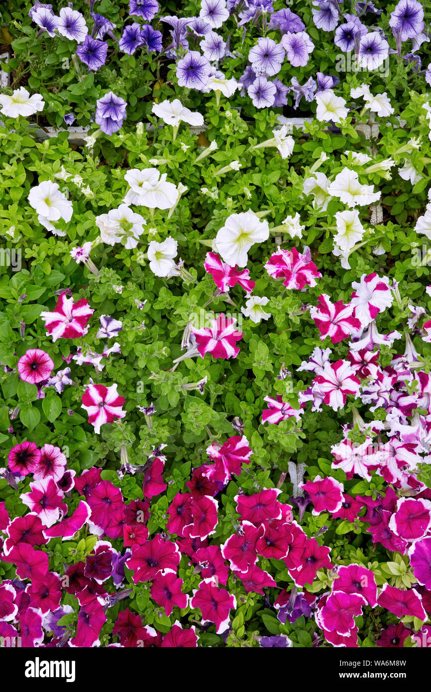 Colorful petunias in a flowerbed. Close up overhead view Stock Photo ...