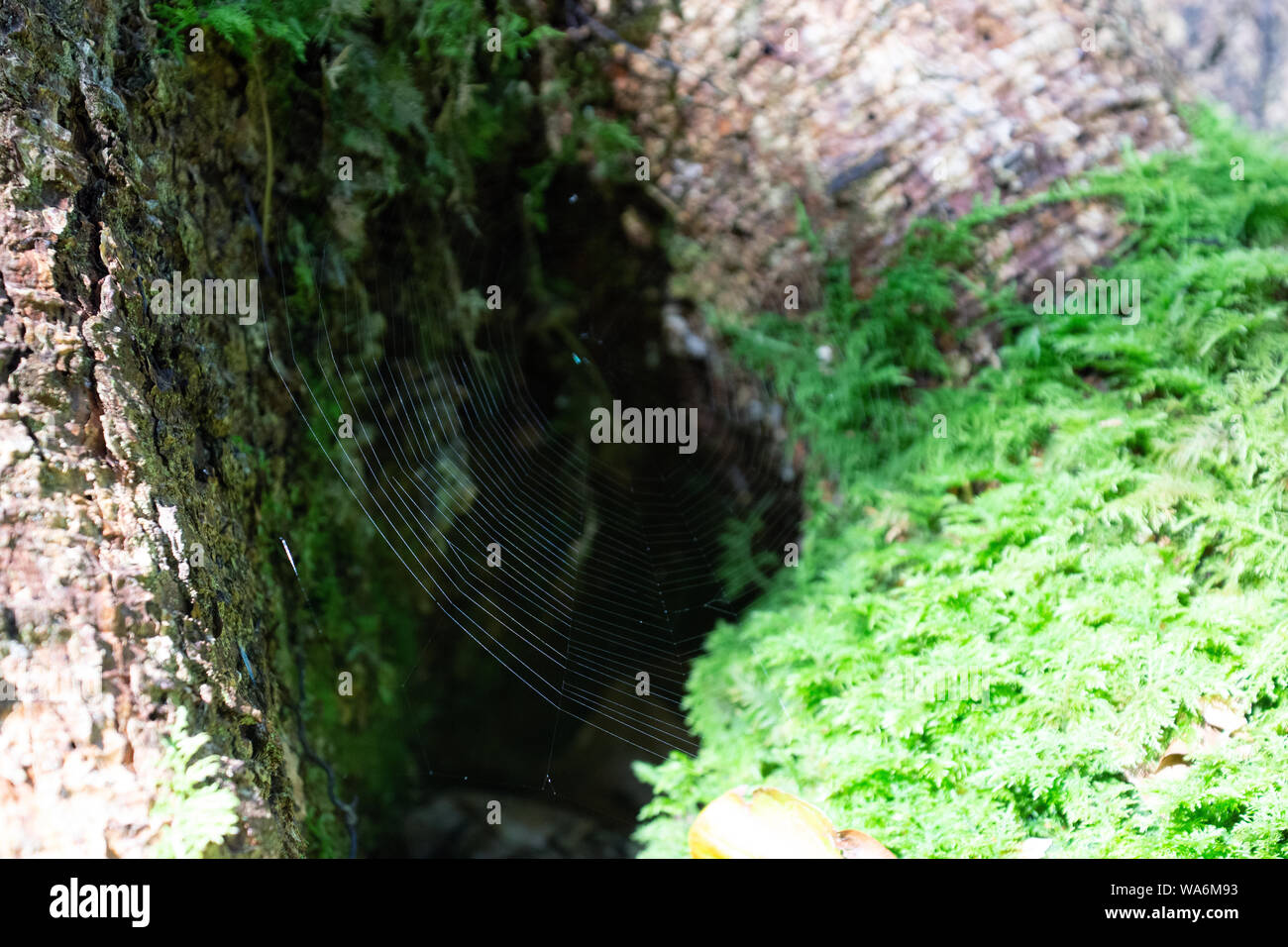 Spidernet graphic hi-res stock photography and images - Alamy