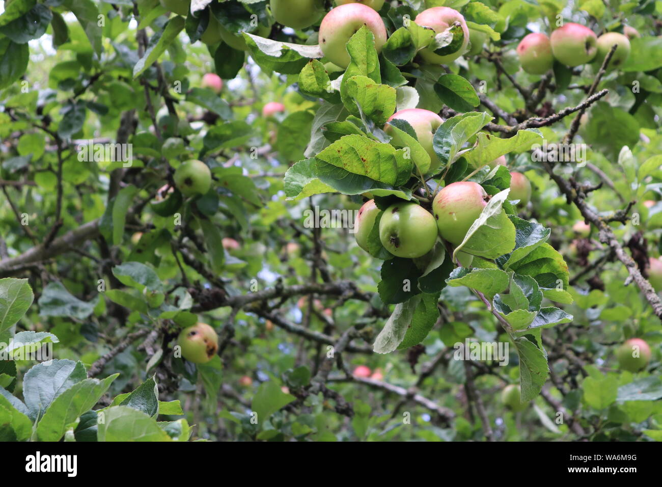 Apples growing on a branch of a tree in an orchard Stock Photo - Alamy