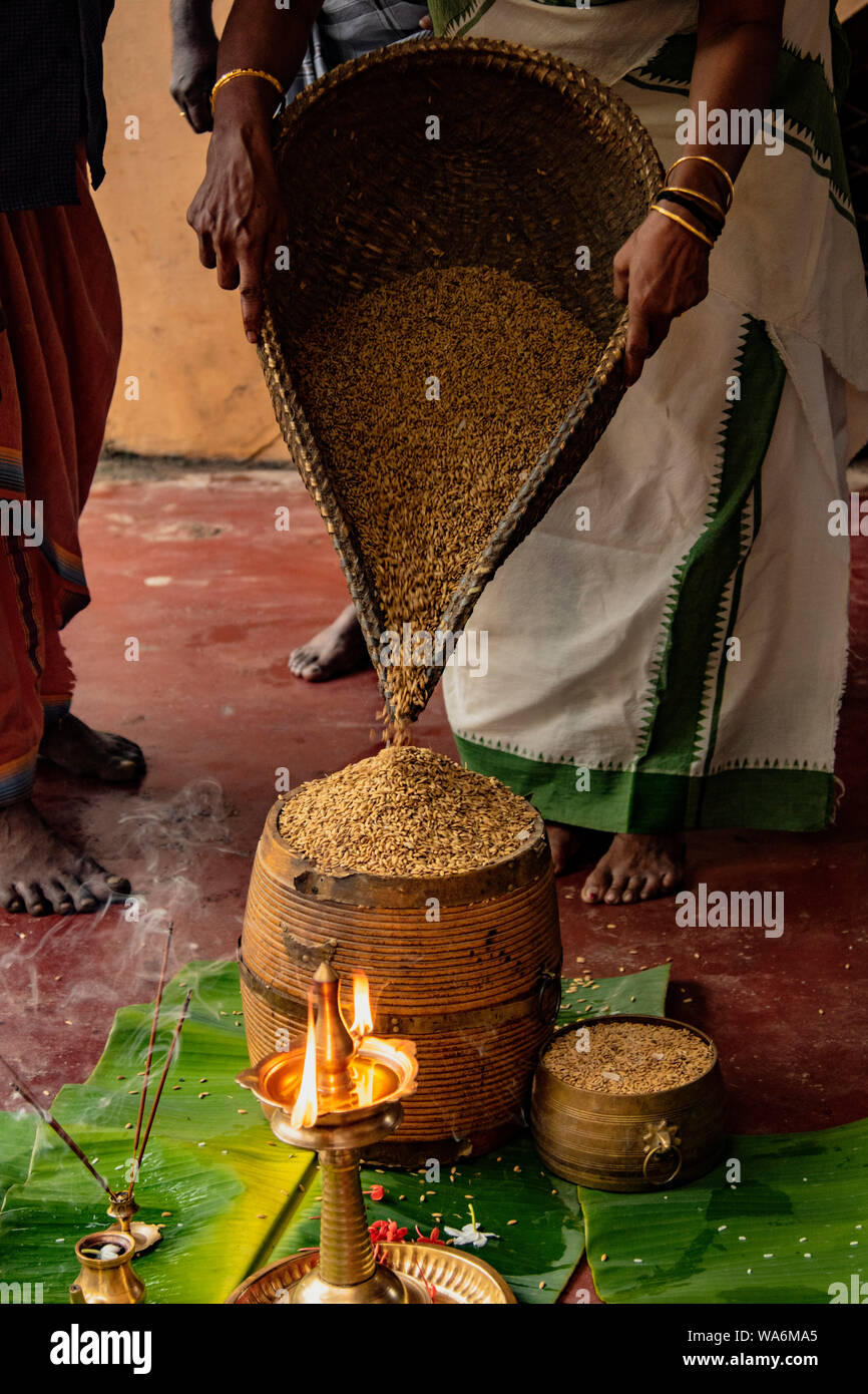ALLEPPEY, INDIA, MAR 13, 2018: Woman pours grain into basket as ...
