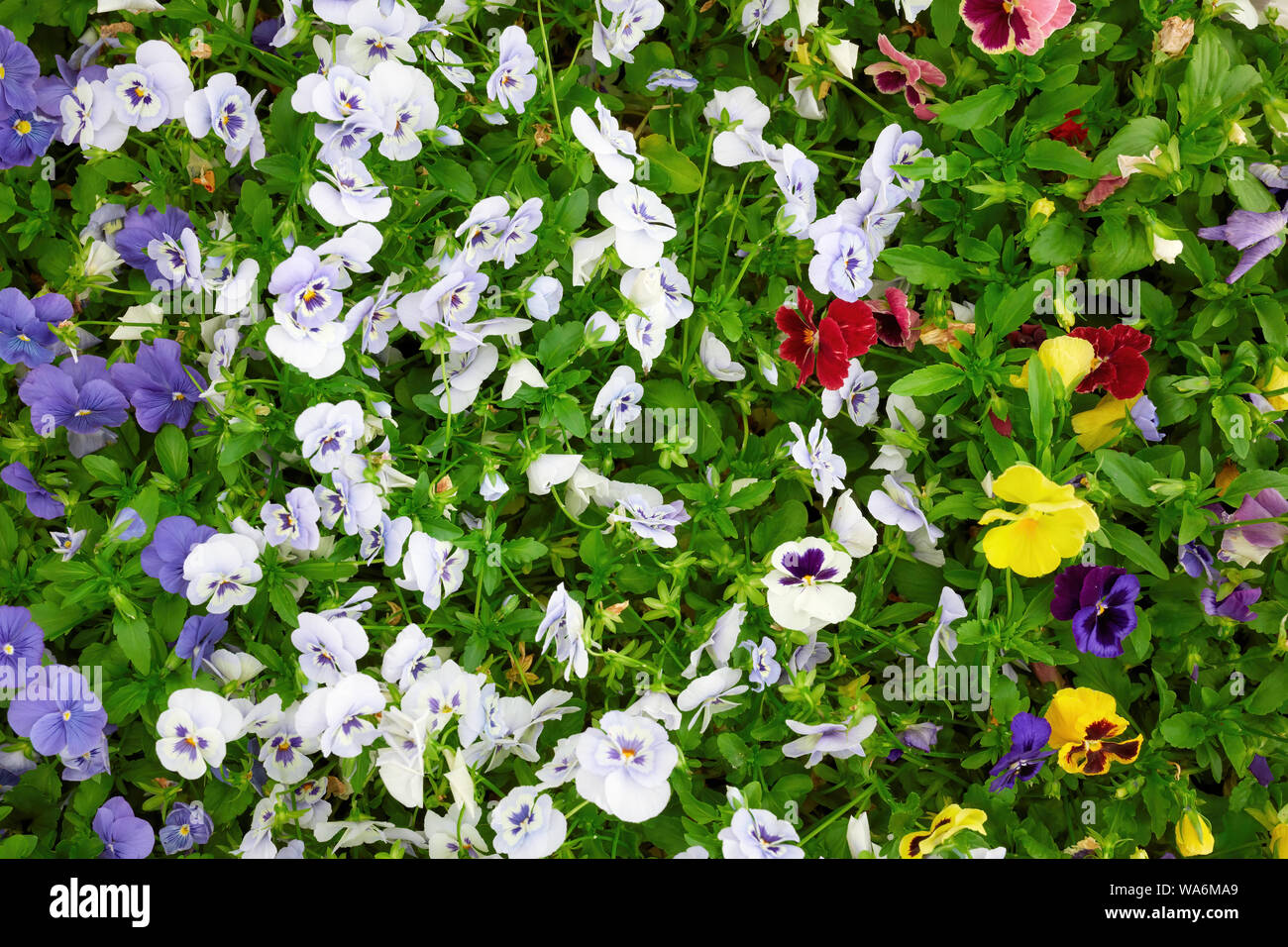 Overhead flora hi-res stock photography and images - Alamy