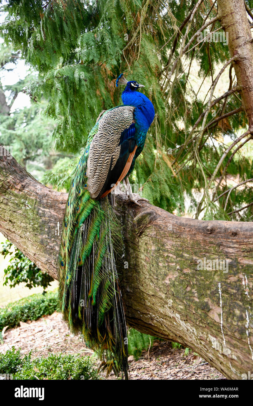 Peacock Peafowl, Cataract Gorge Launceston Tasmania, Australia Stock ...