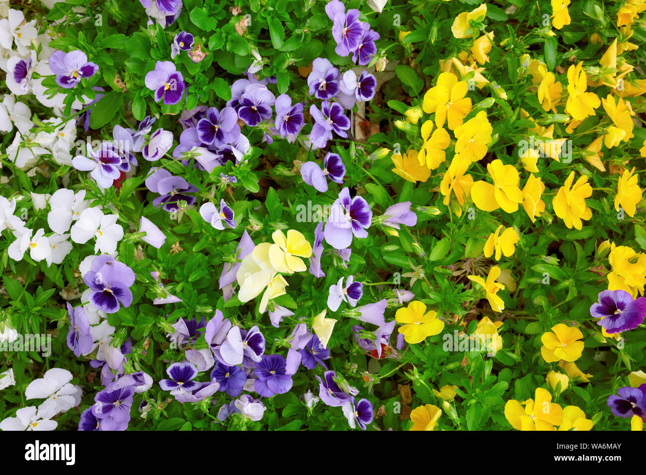 Overhead view bunch yellow hi-res stock photography and images - Alamy
