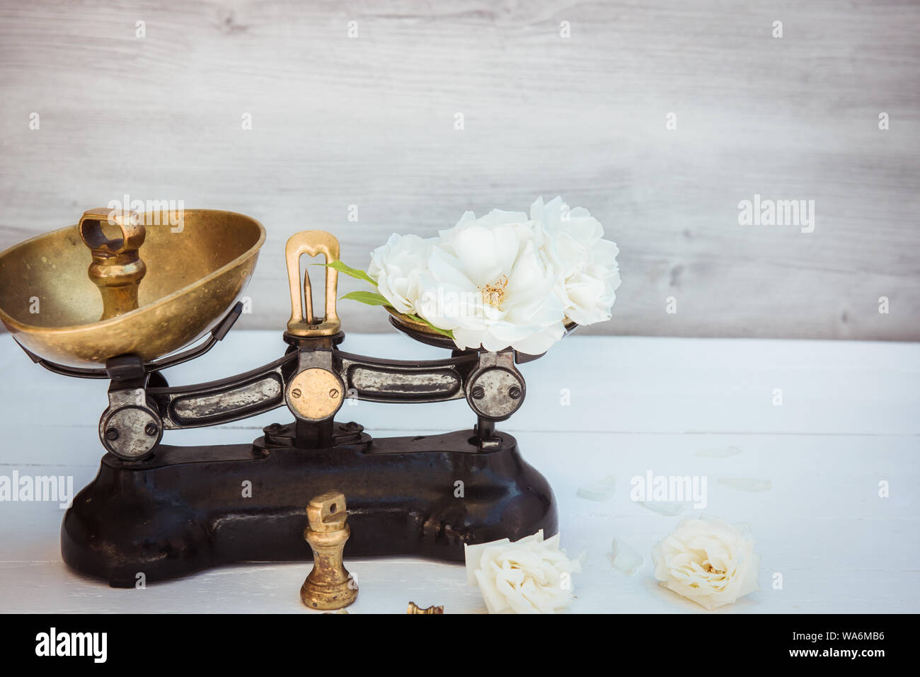 Antique vintage measuring scale weights with fresh white tea rose ...