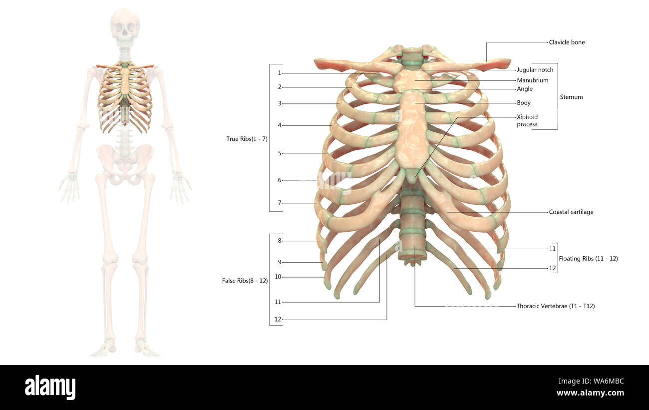 Human Skeleton System Thoracic Skeleton Anatomy Anterior View Stock ...