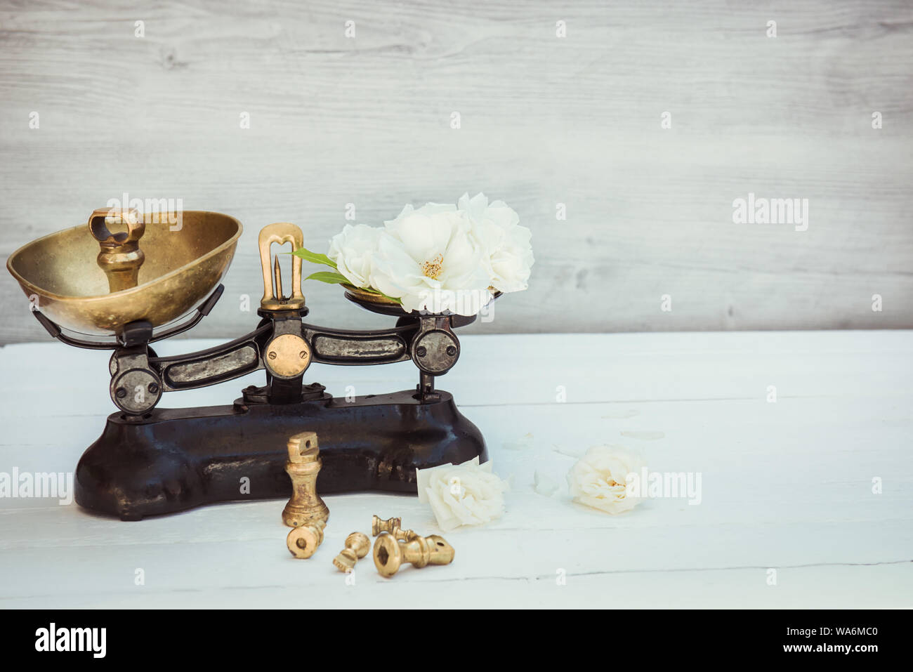 Antique vintage measuring scale weights with fresh white tea rose ...