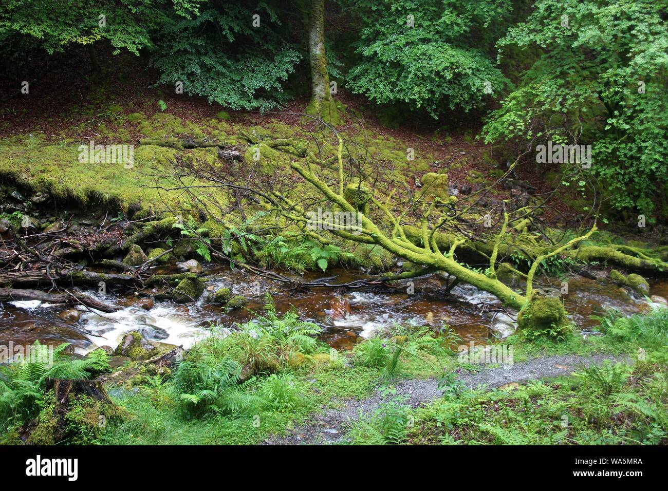 Highland titles nature reserve hi-res stock photography and images - Alamy