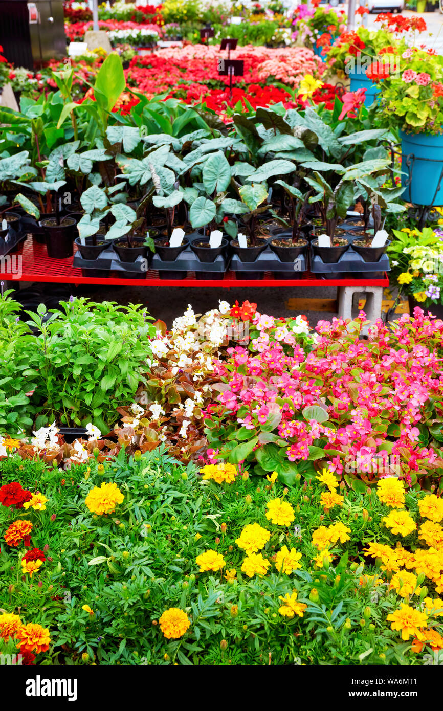 Commercial nursery potted plants hi-res stock photography and images ...