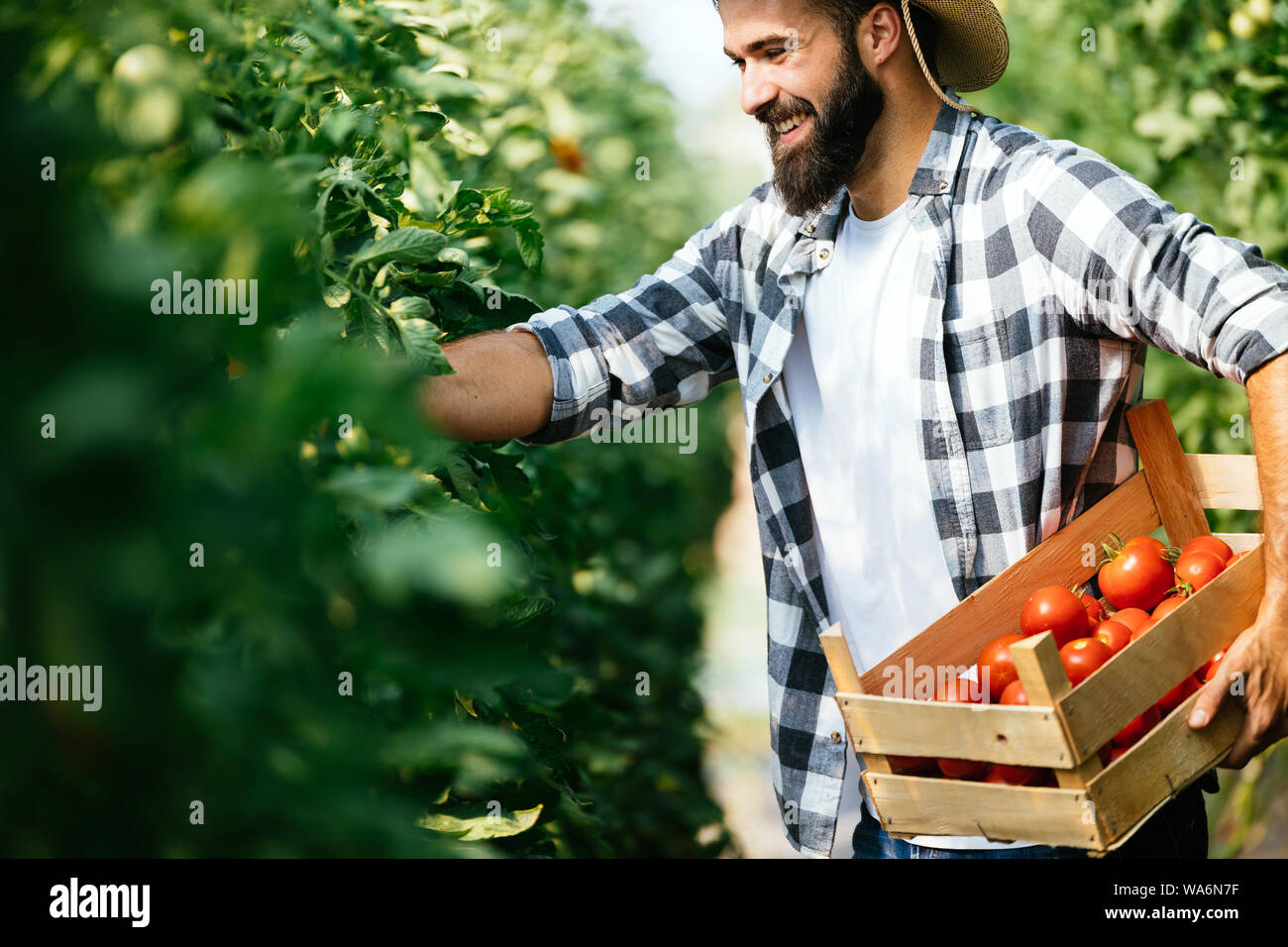 Male farmer picking fresh tomatoes from his hothouse garden Stock Photo - Alamy