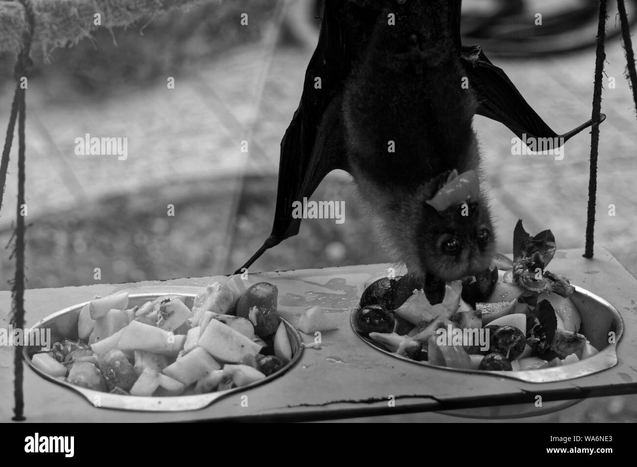 Bat images hi-res stock photography and images - Alamy