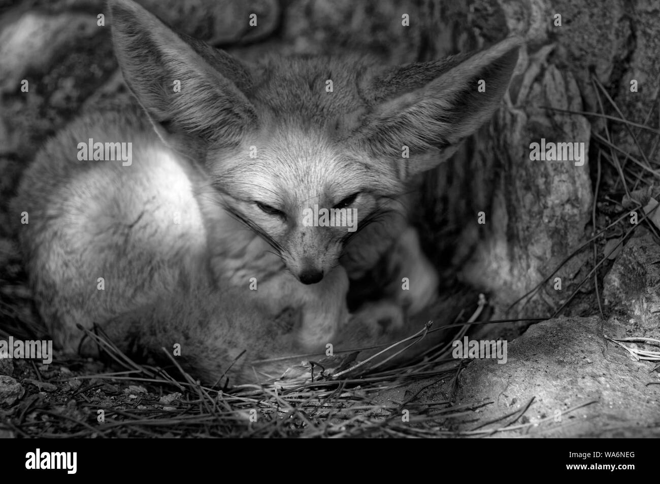 Photo Long-eared fox Fenech, Fenech Stock Photo - Alamy