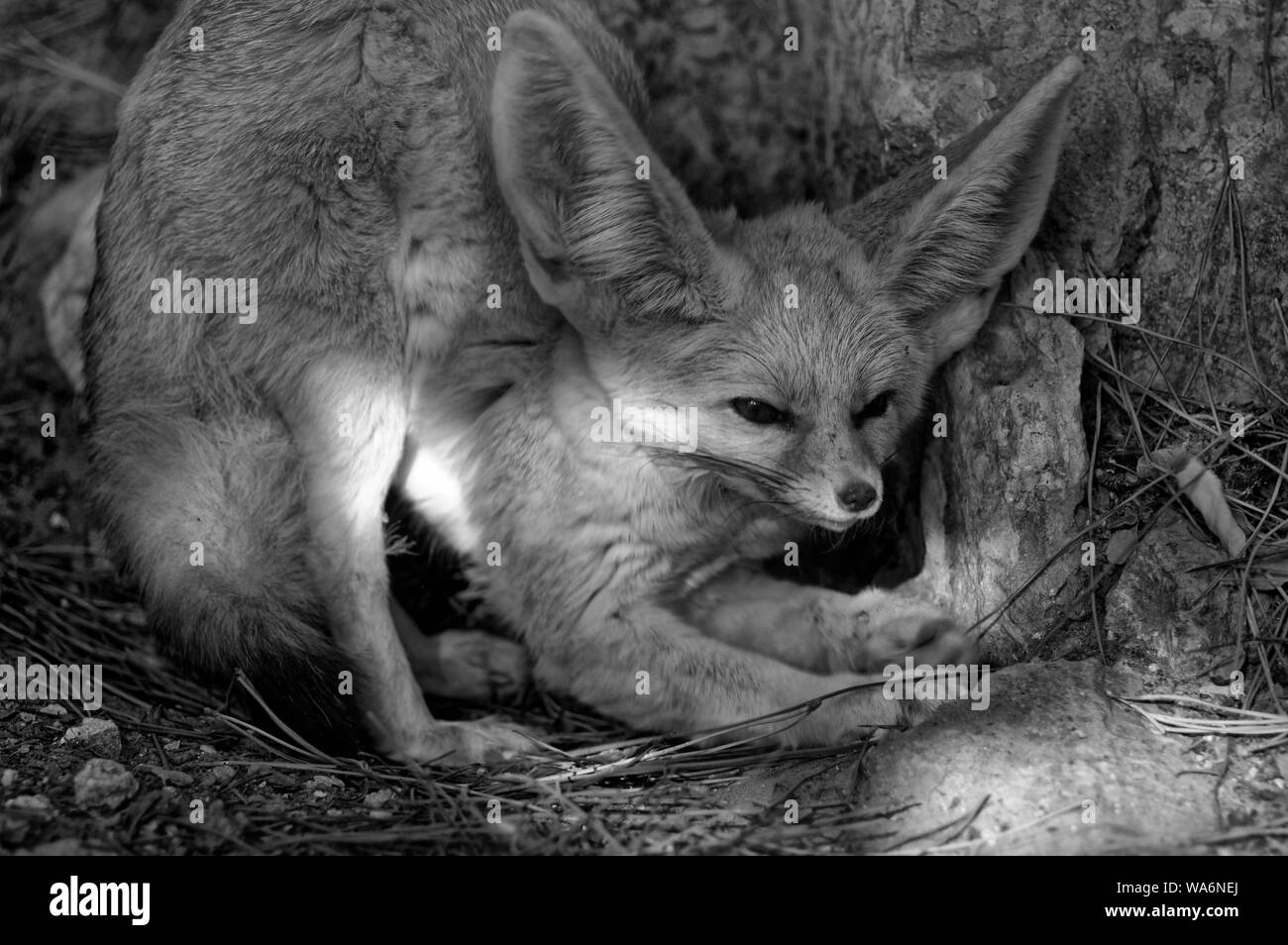 Photo Long-eared fox Fenech, Fenech Stock Photo - Alamy