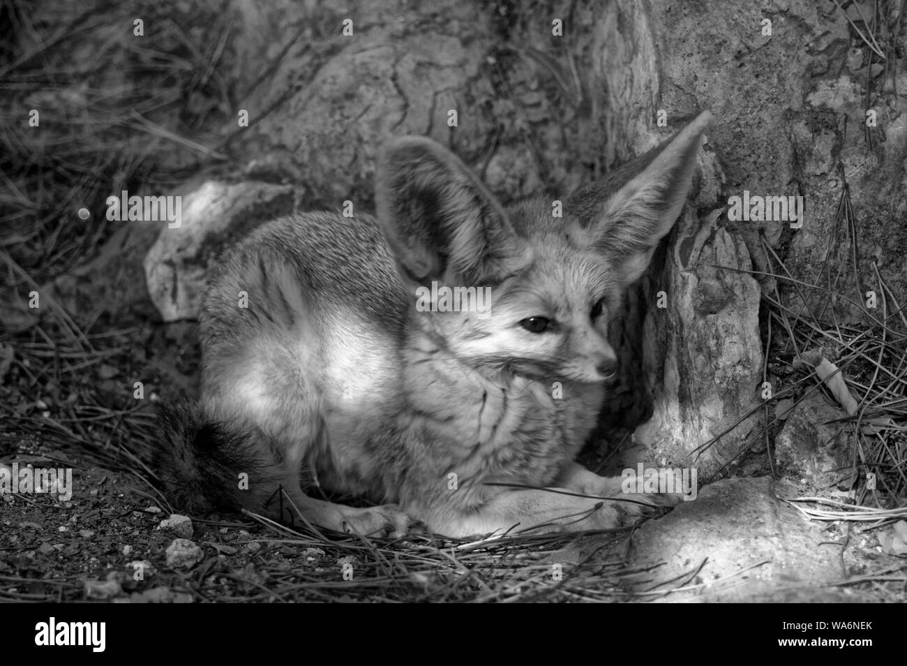 Photo Long-eared fox Fenech, Fenech Stock Photo - Alamy