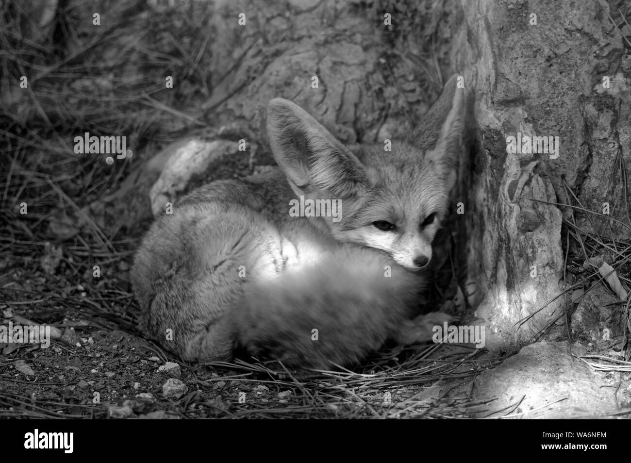 Illustrations fenech hi-res stock photography and images - Alamy