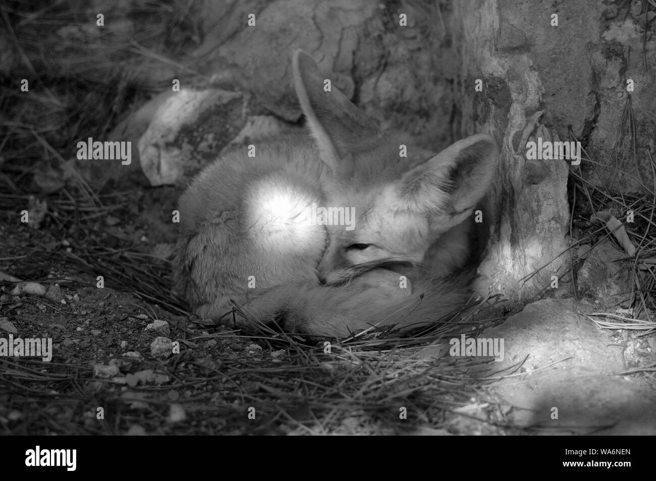 Photo Long-eared fox Fenech, Fenech Stock Photo - Alamy