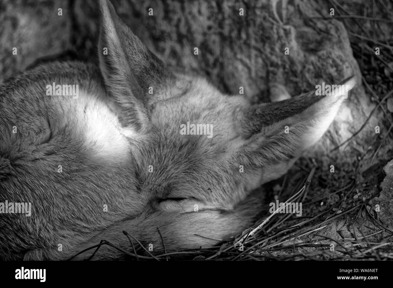 Long eared fox Black and White Stock Photos & Images - Alamy