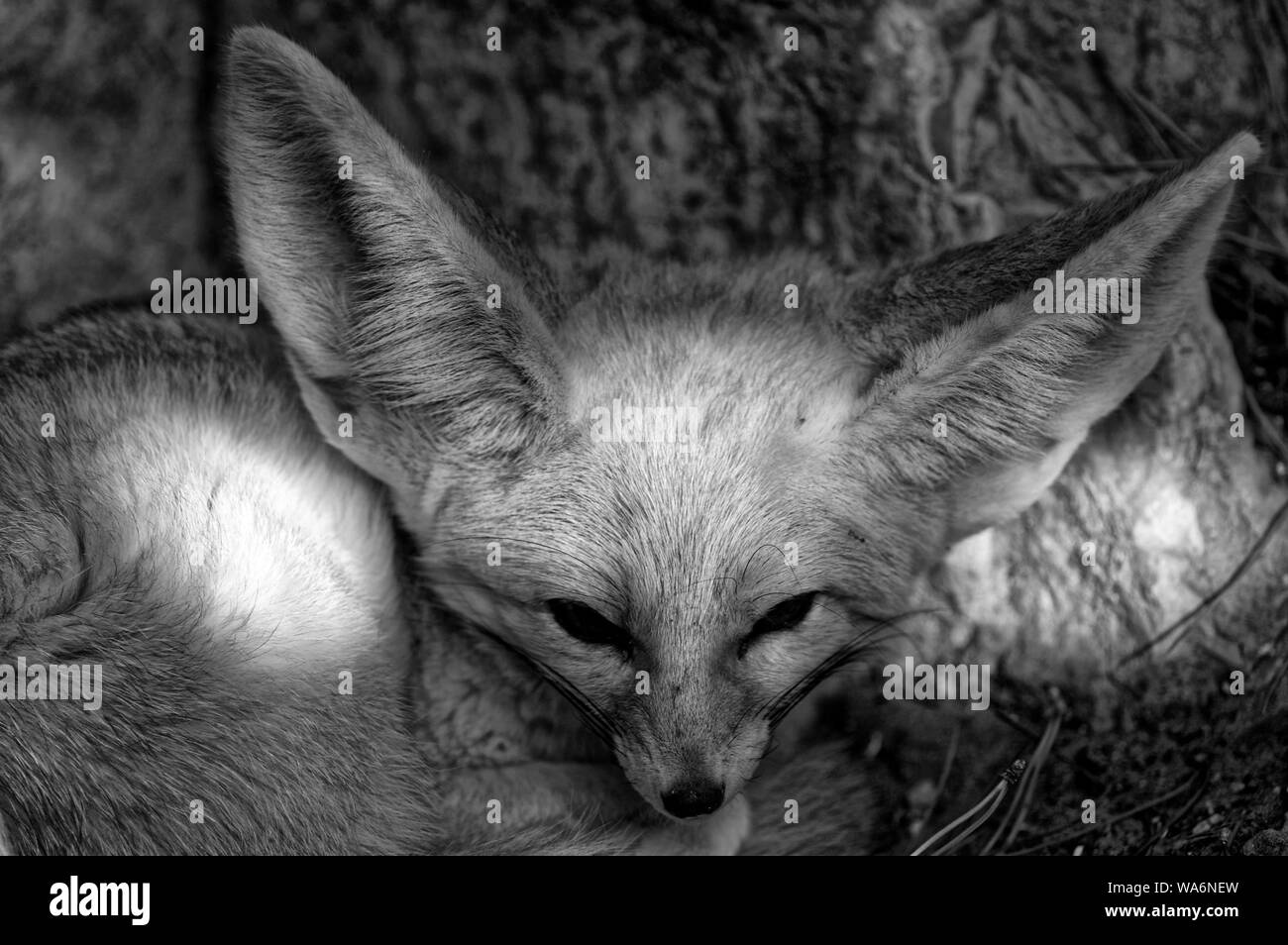 Photo Long-eared fox Fenech, Fenech Stock Photo - Alamy