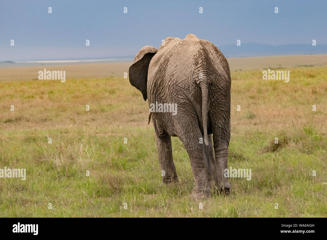 Elephant Walking Away Rear View High Resolution Stock Photography and ...