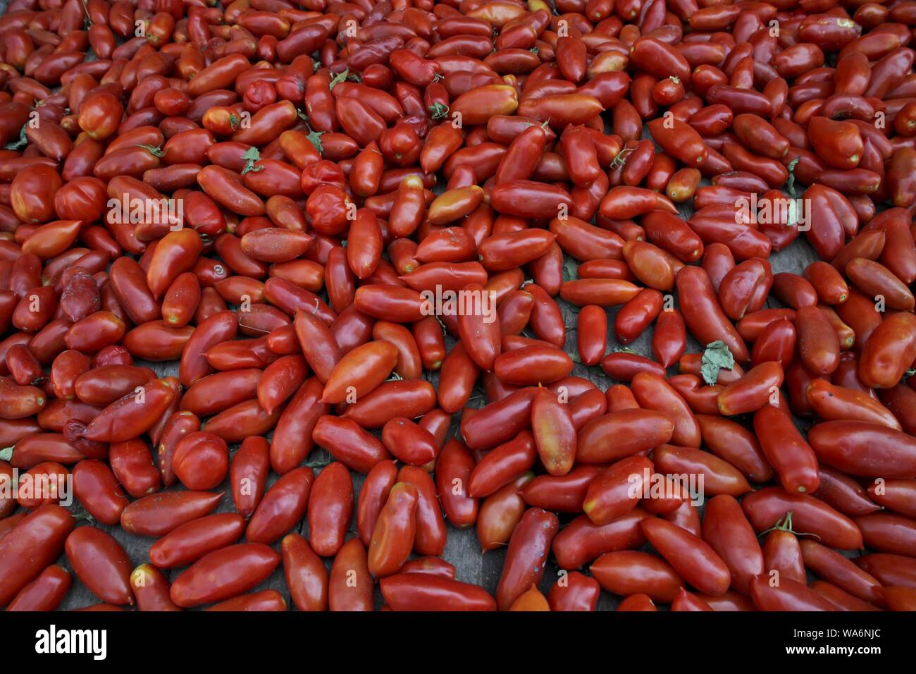 Shot of fresh ripe long tomatoes Stock Photo - Alamy
