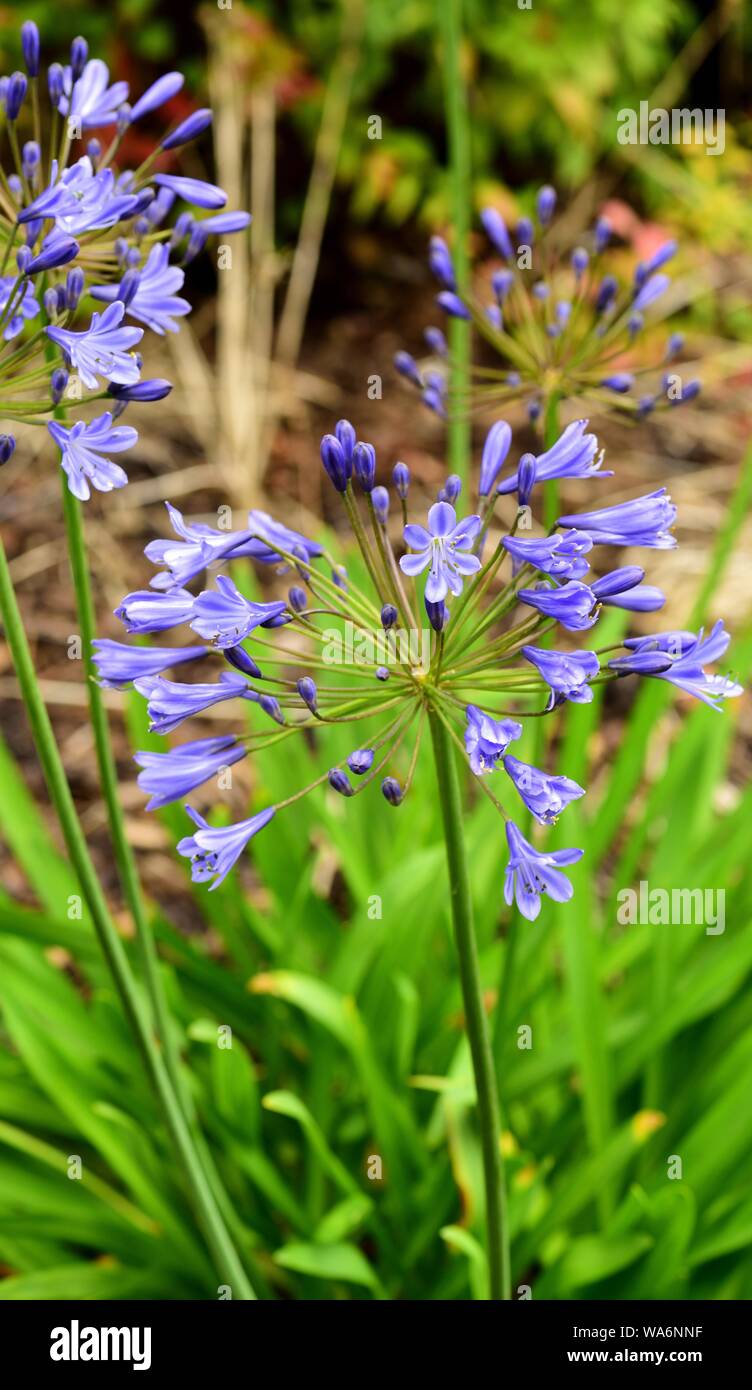 Blue agapanthus flowering hi-res stock photography and images - Alamy