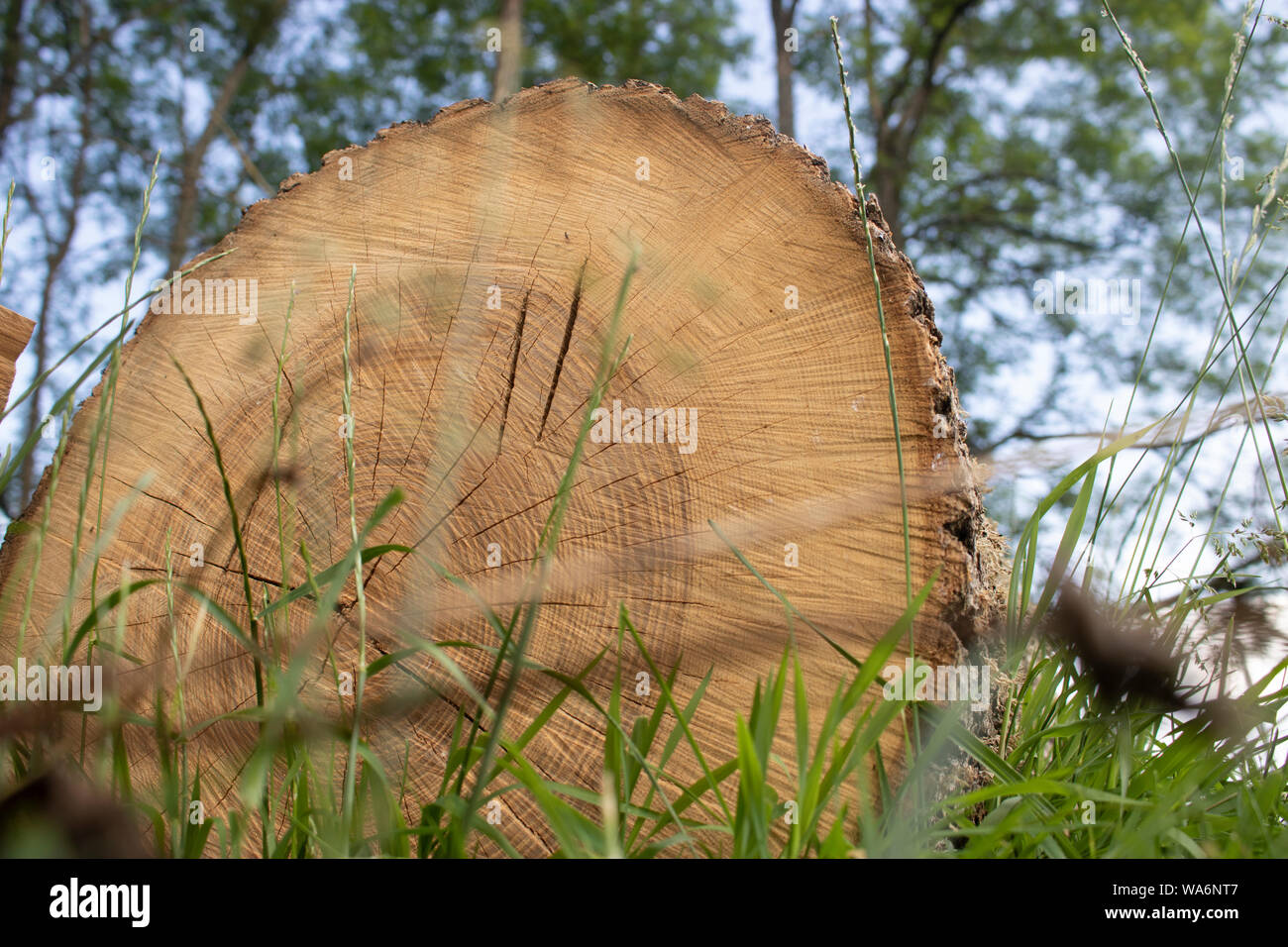 Beautiful cut tree close hi-res stock photography and images - Alamy