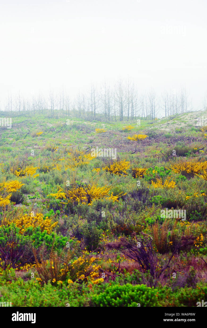 Misty morning and beautiful meadow in Portugal Stock Photo - Alamy