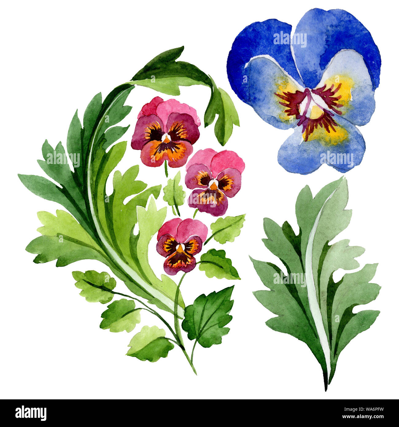 Ornament with viola floral botanical flowers. Wild spring leaf ...