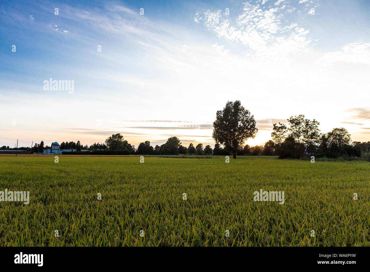 Grass field at sunset Stock Photo - Alamy