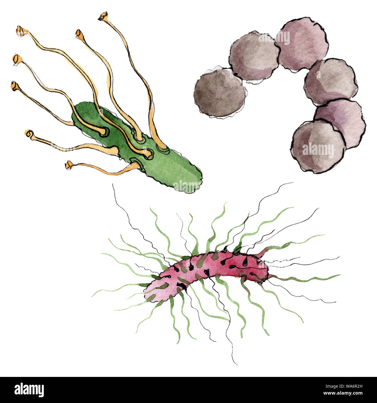 Microbes Drawing Stock Photos & Microbes Drawing Stock Images - Alamy