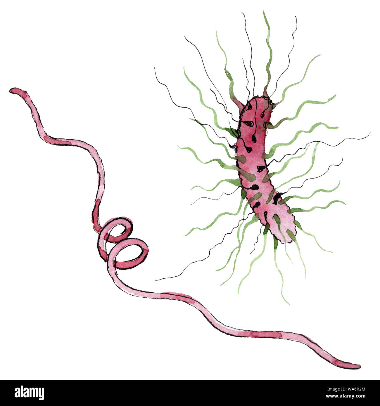 Microorganis Cut Out Stock Images & Pictures - Alamy
