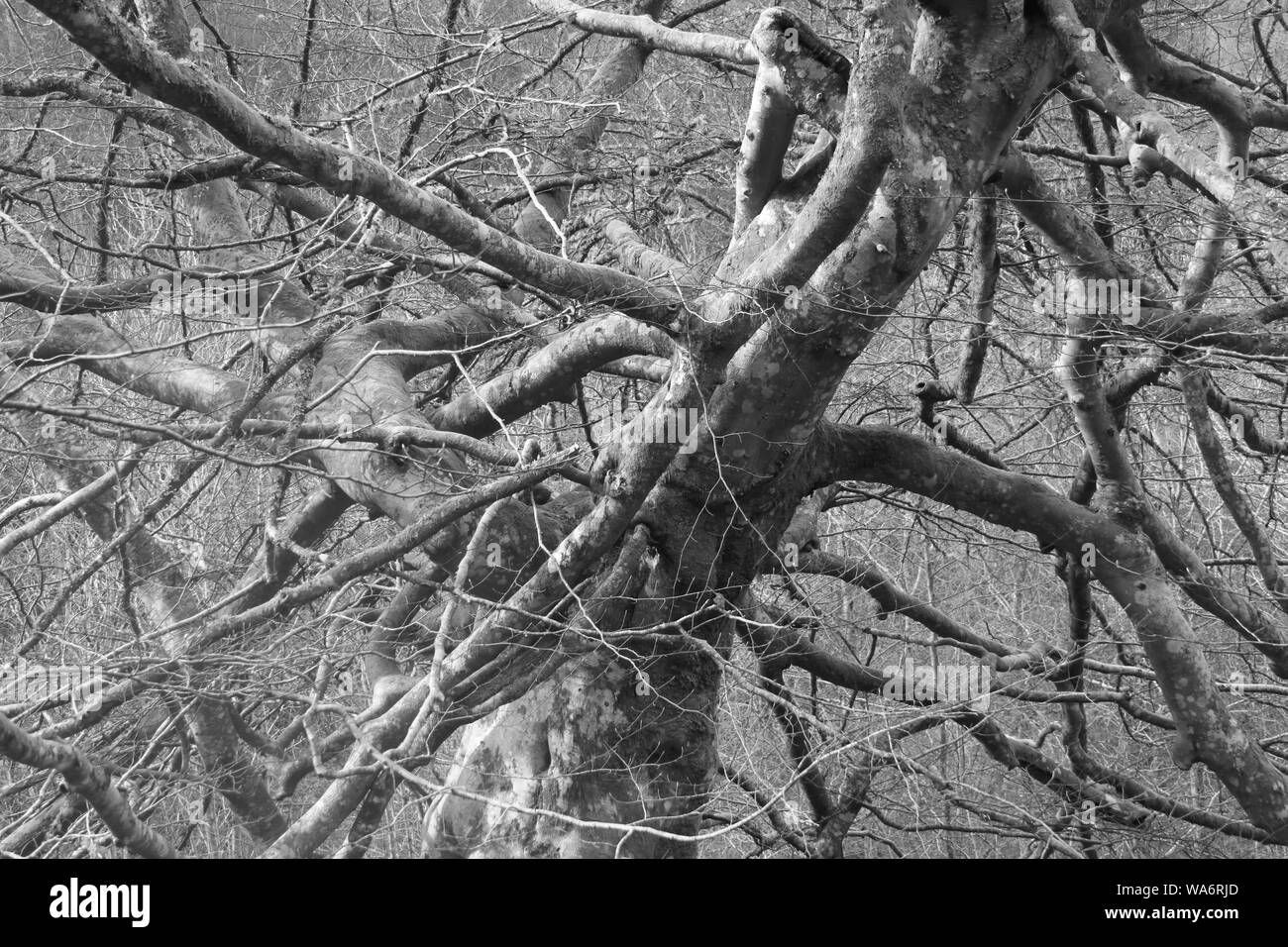 Tangled nature Black and White Stock Photos & Images - Alamy