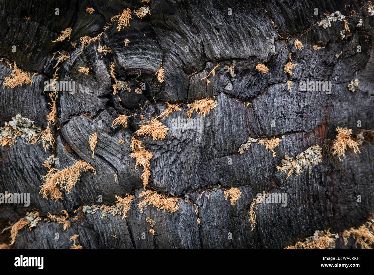 Cork tree cross section hi-res stock photography and images - Alamy