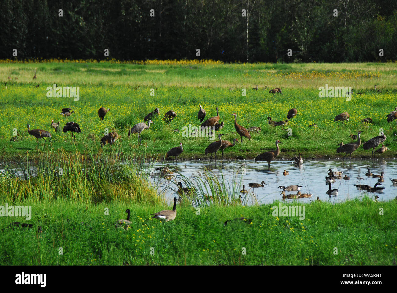 Canadian geese and sandhill cranes hi-res stock photography and images ...