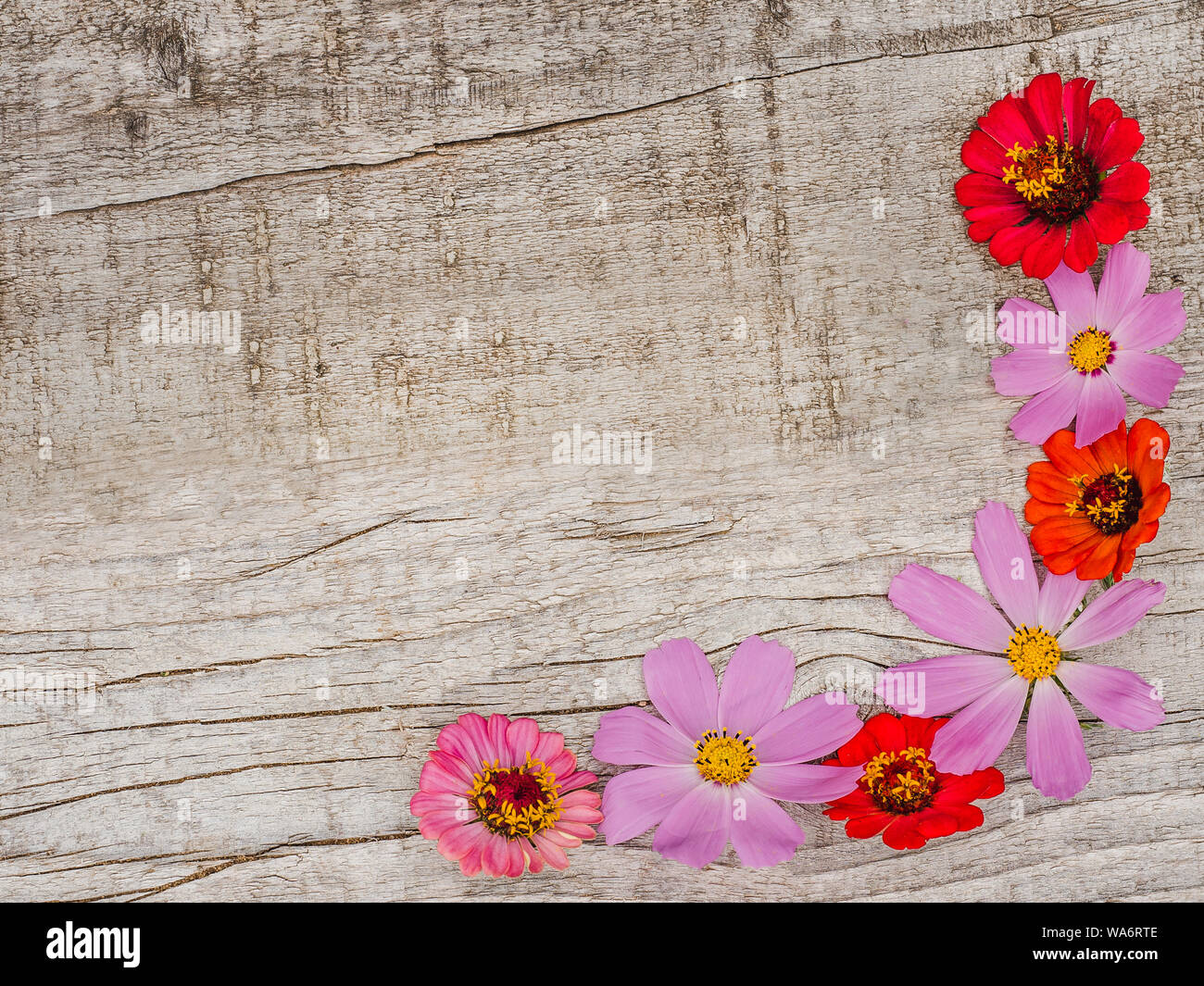 Beautiful bright flowers lying on unpainted boards. Place for your ...