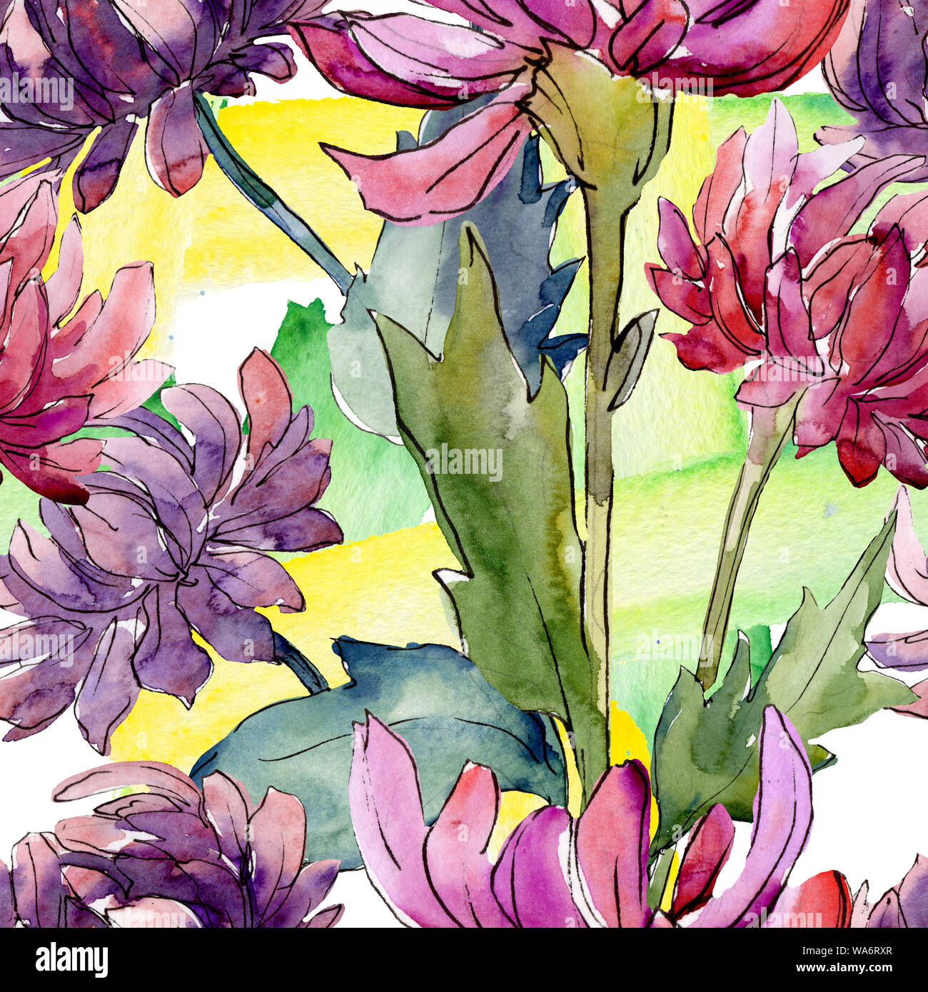 Aster floral botanical flowers. Wild spring leaf wildflower. Watercolor ...