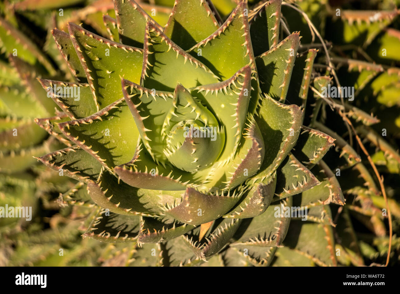 Beautiful sunlite cactus on Milos island Stock Photo - Alamy